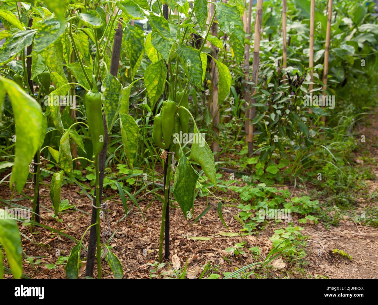Organic farming and green pepper cultivation. Young green peppers are ...