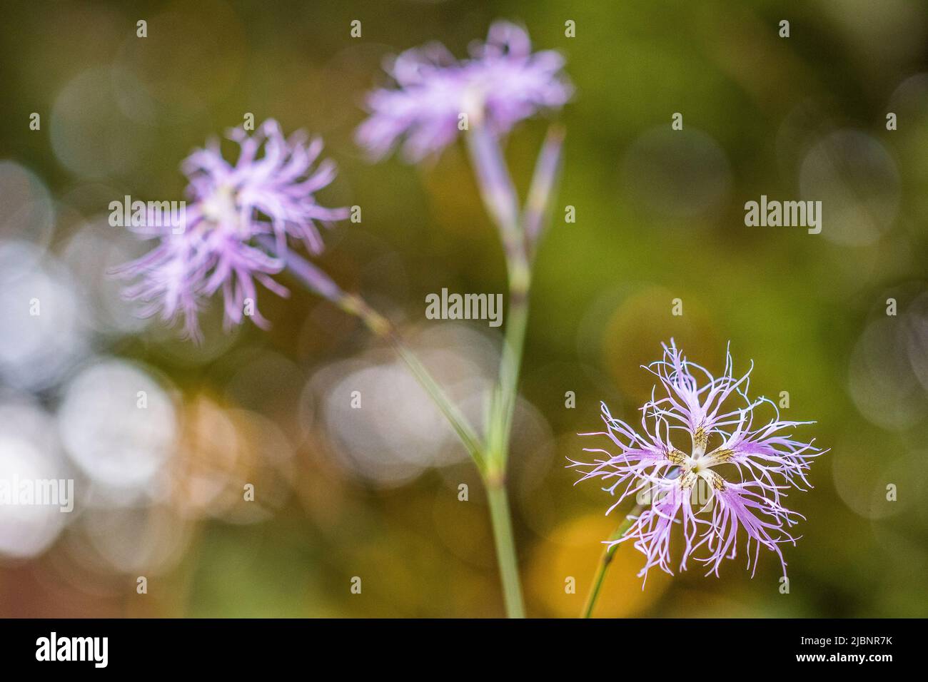 Dianthus superbus, the fringed pink or large pink, is a species of ...
