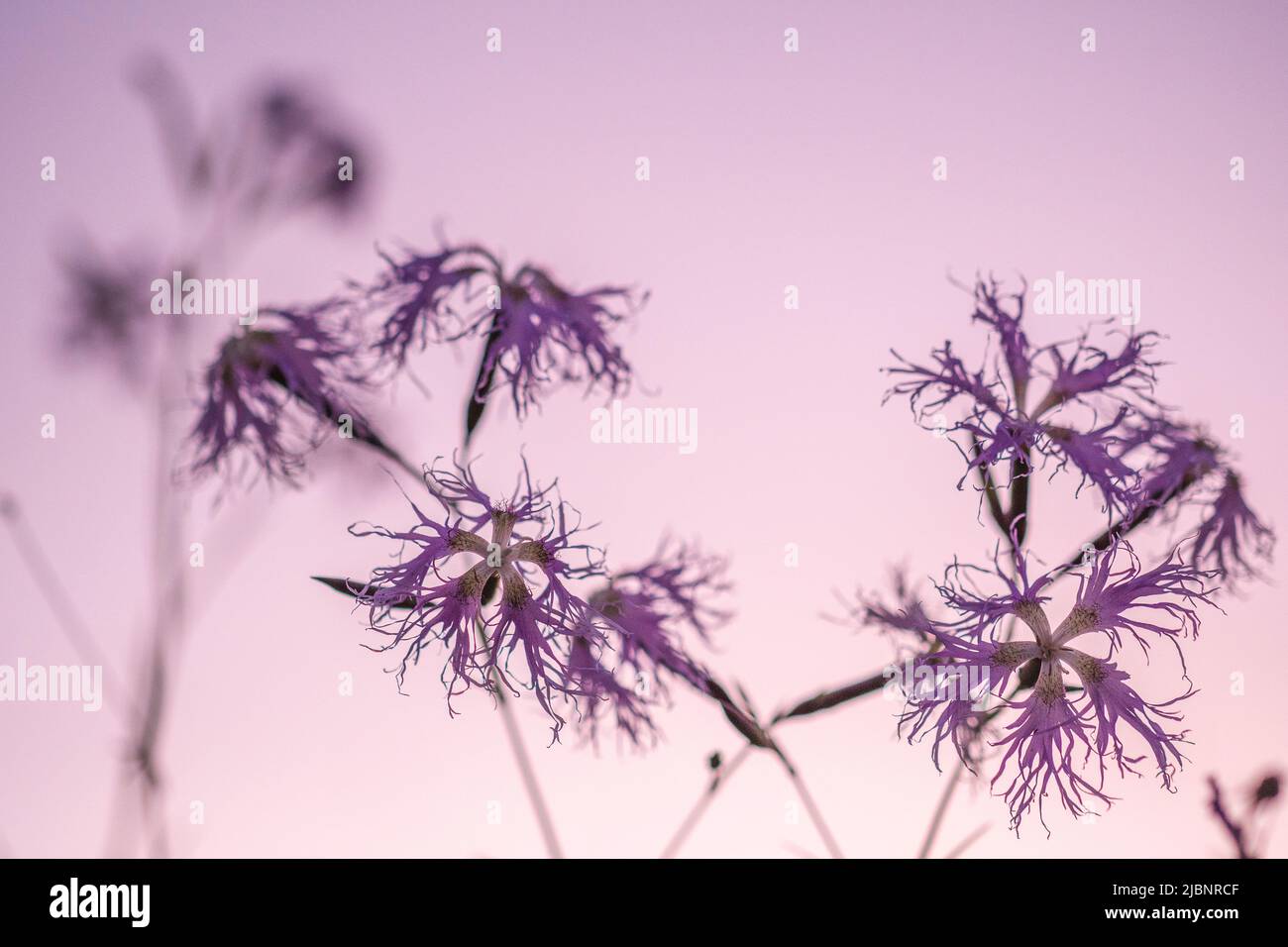 Dianthus superbus, the fringed pink or large pink, is a species of ...