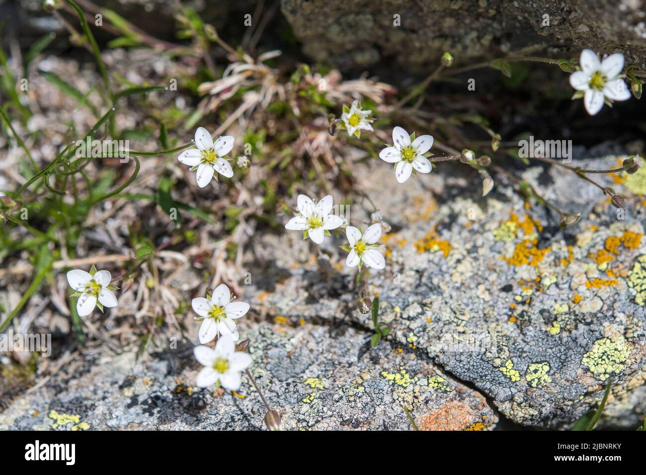 Minuartia verna is a scarce species of flowering plant in the family ...