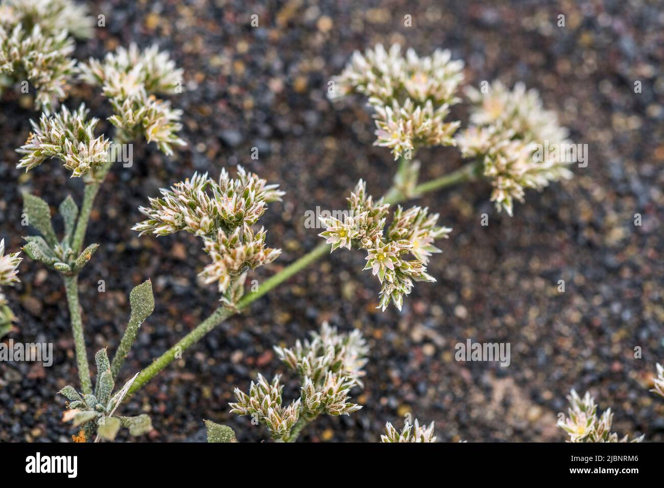 Polycarpaea divaricata in Tenerife Stock Photo - Alamy