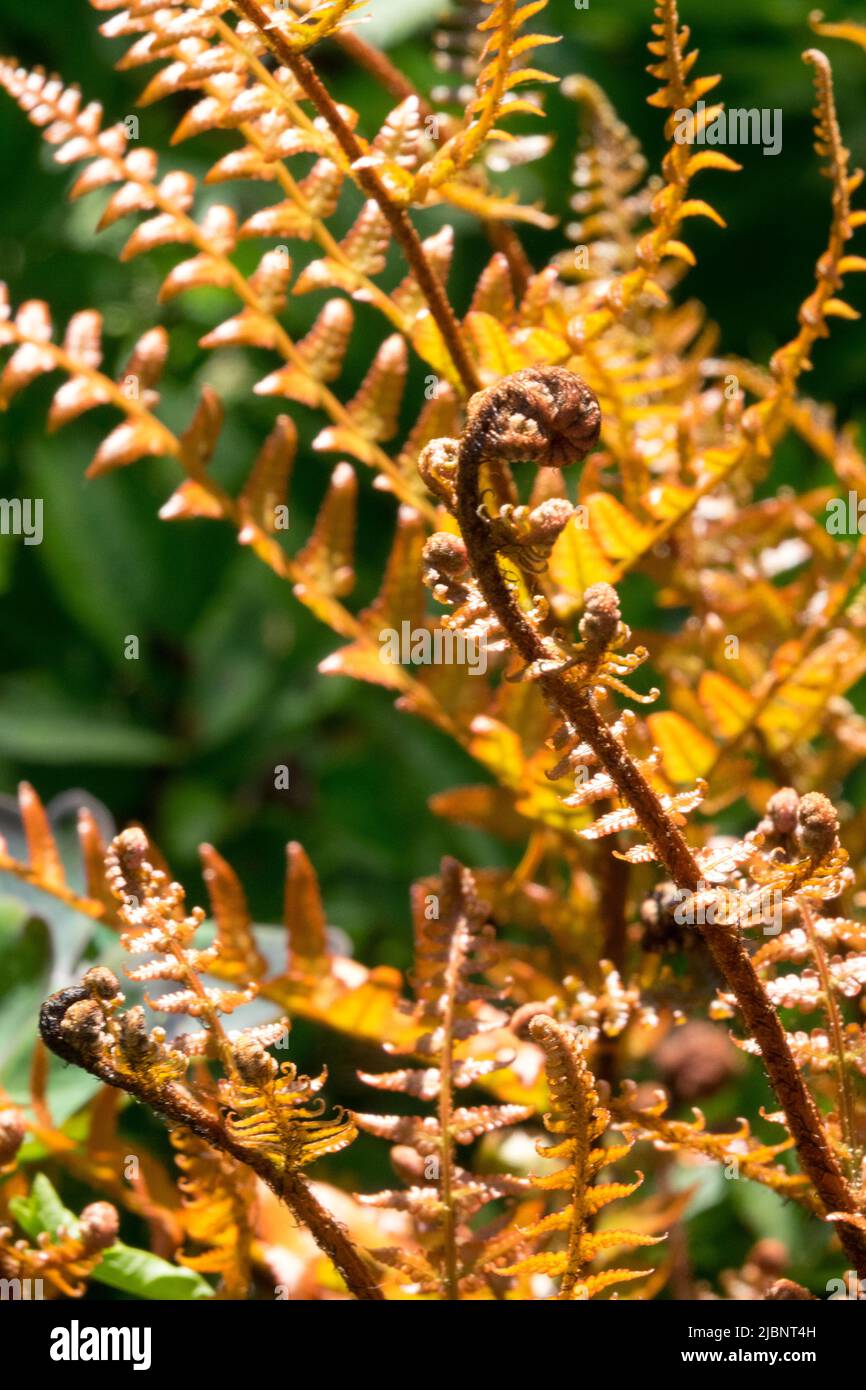 Leaf unfolding hi-res stock photography and images - Alamy