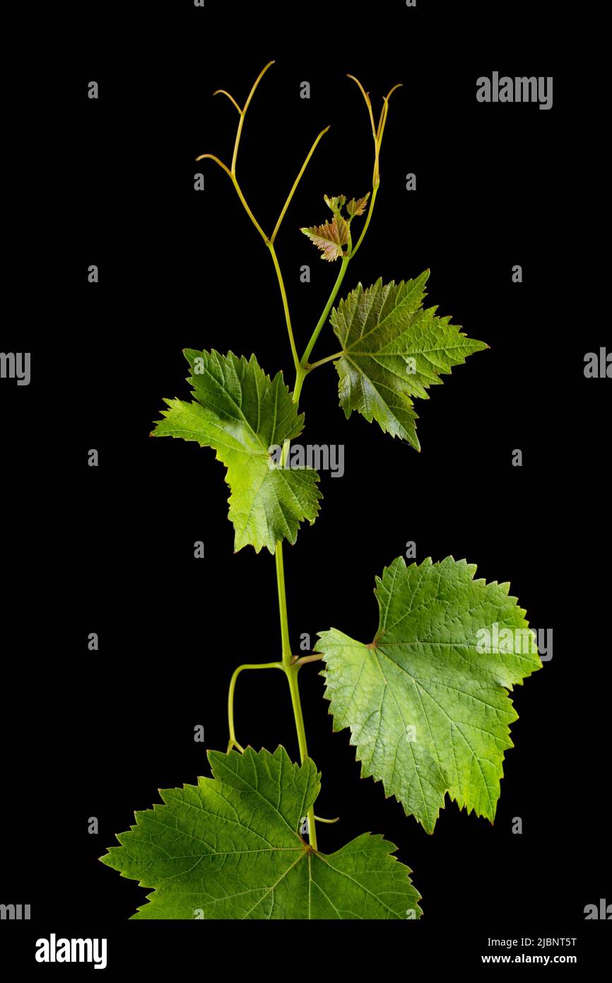 Vine climb up hi-res stock photography and images - Alamy
