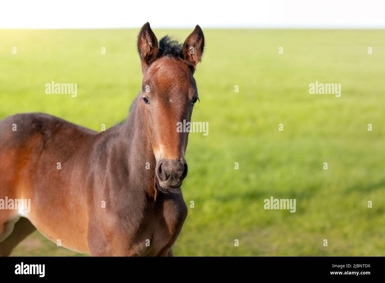 The foal head is a close-up. Portrait of a thoroughbred colt grazing in ...