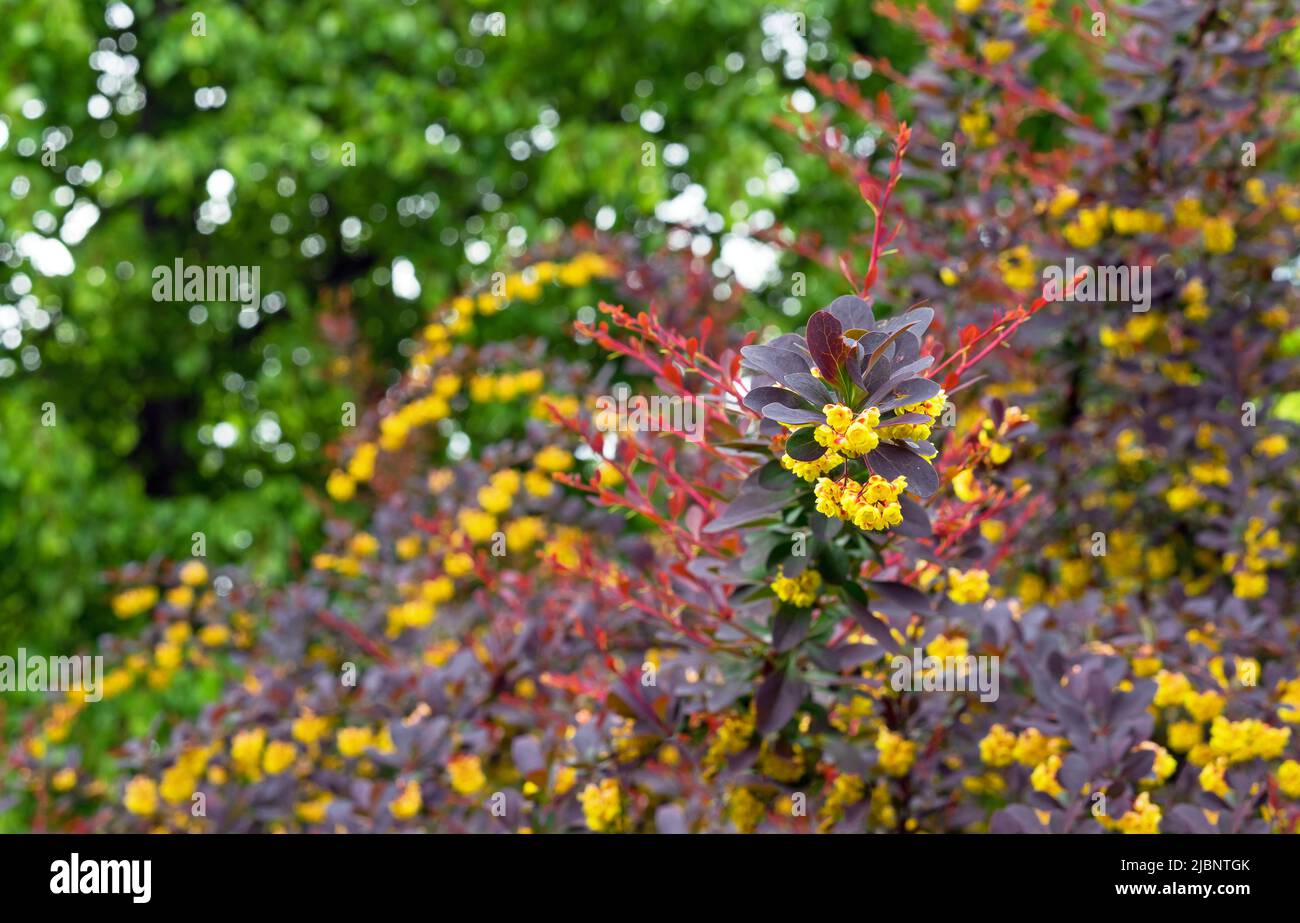 Small yellow flowers of Tunberg's barberry or Japanese barberry ...