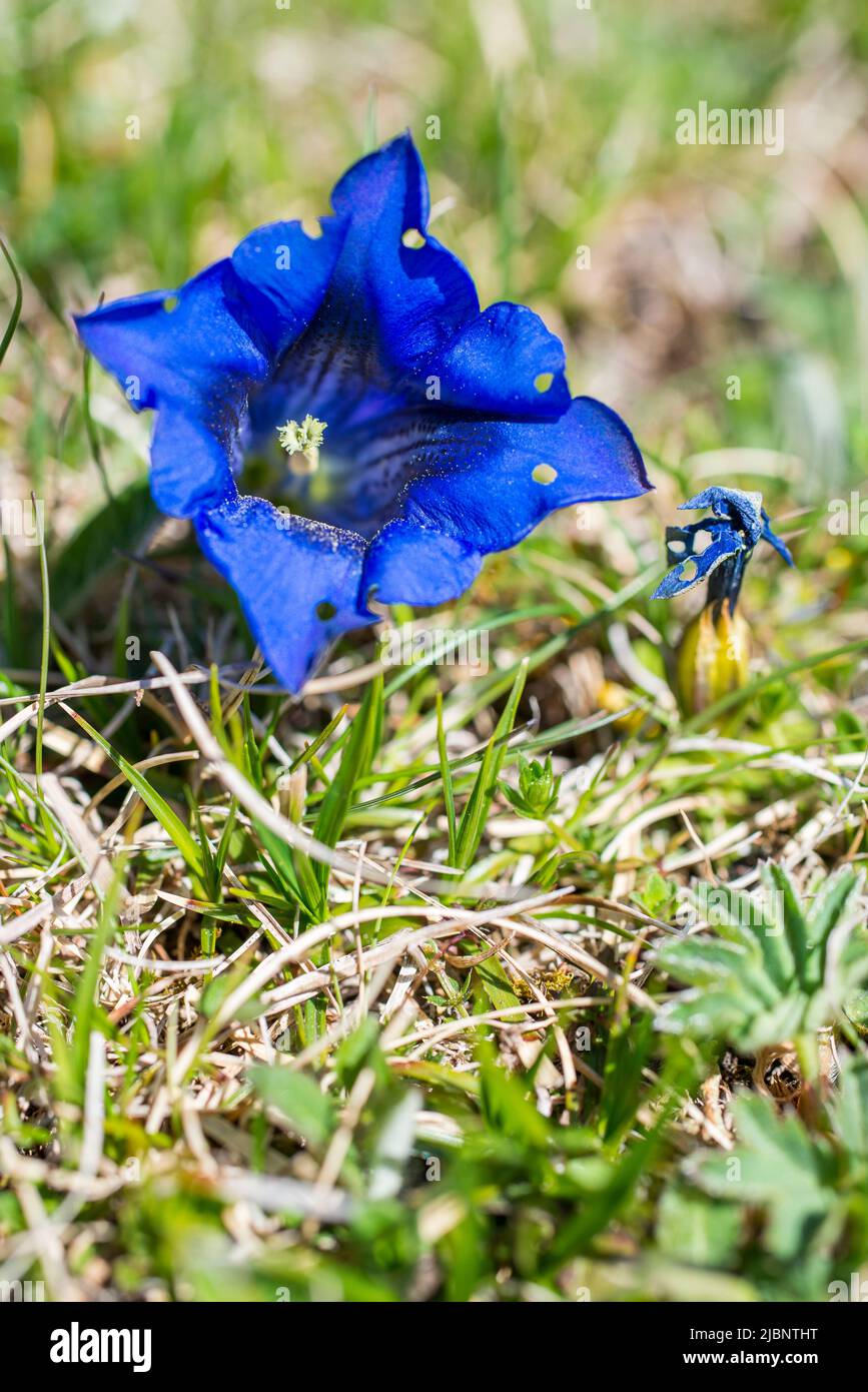 Gentiana clusii, commonly known as flower of the sweet-lady or Clusius ...