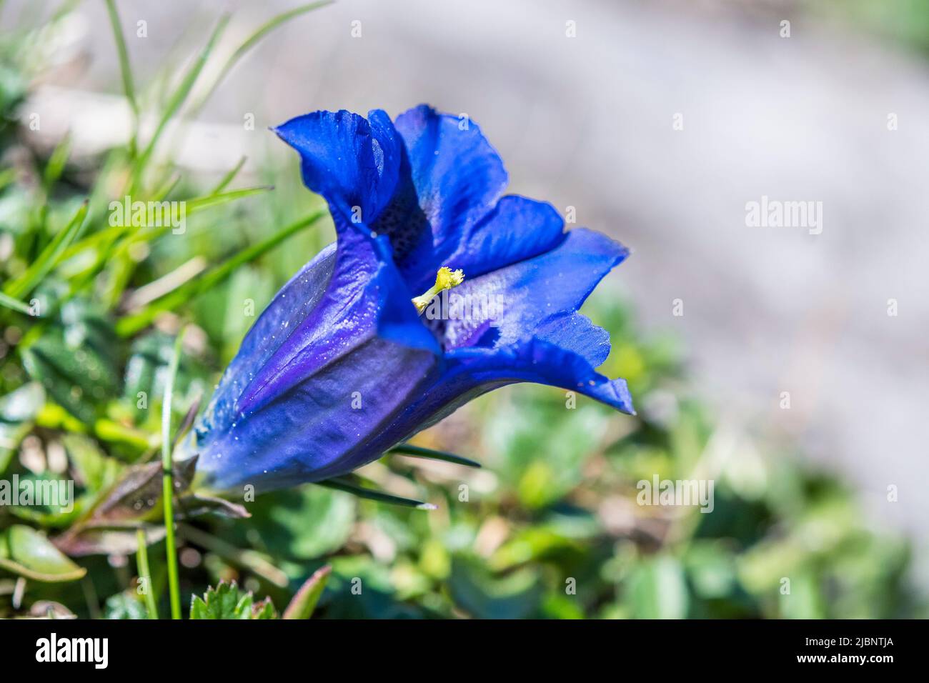 Gentiana clusii, commonly known as flower of the sweet-lady or Clusius ...