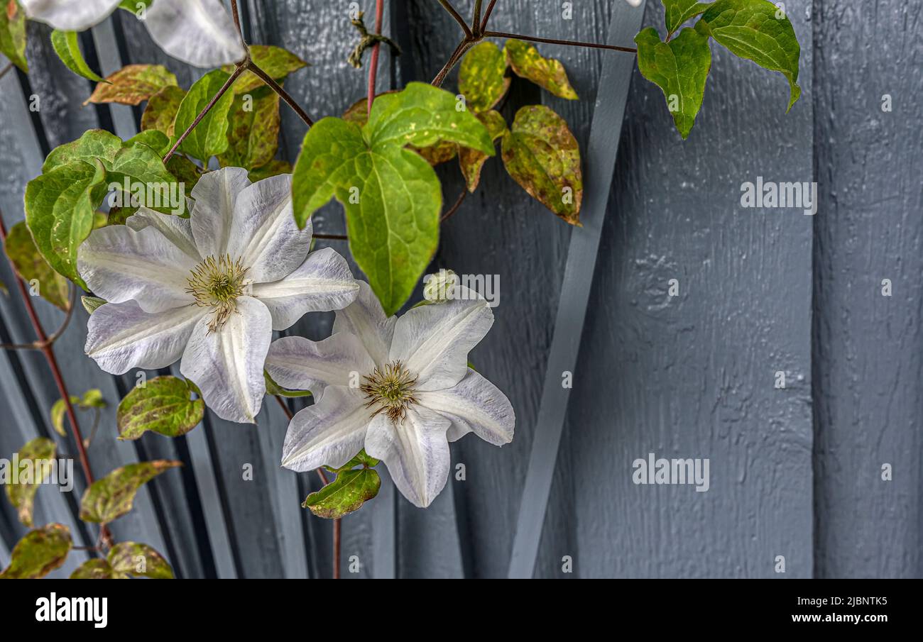 Clematis climbing wall flower hi-res stock photography and images - Alamy