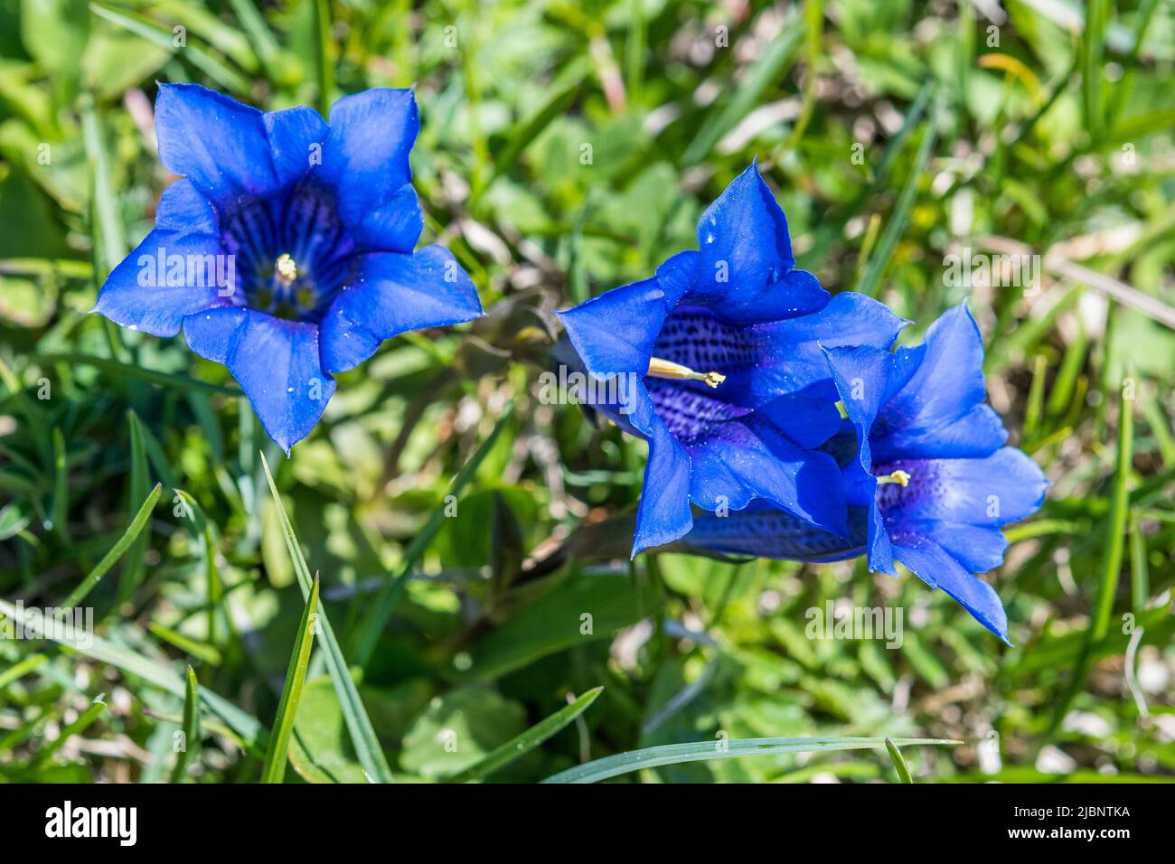 Gentiana clusii, commonly known as flower of the sweet-lady or Clusius ...
