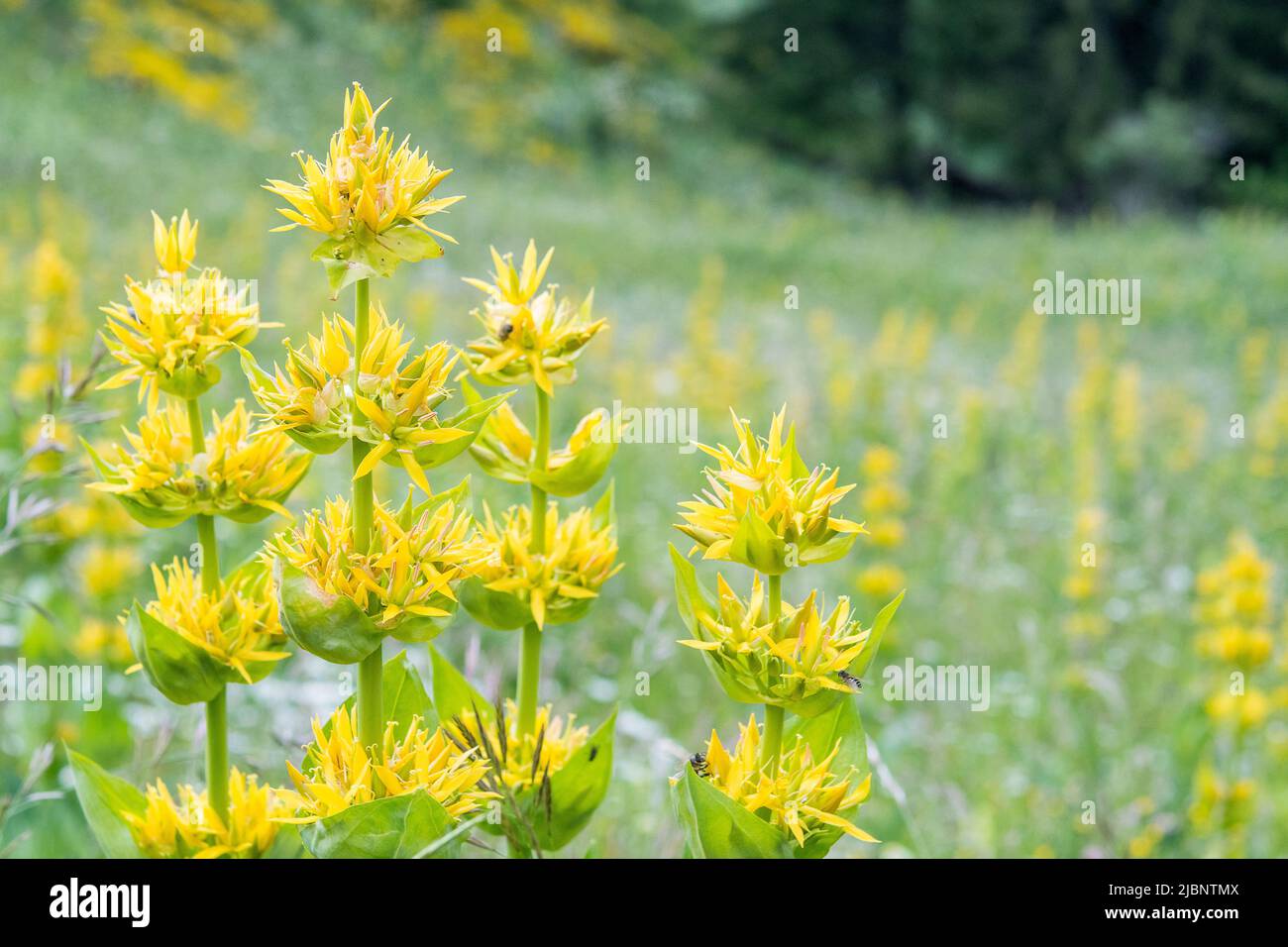 Gentiana lutea, the great yellow gentian, is a species of gentian ...