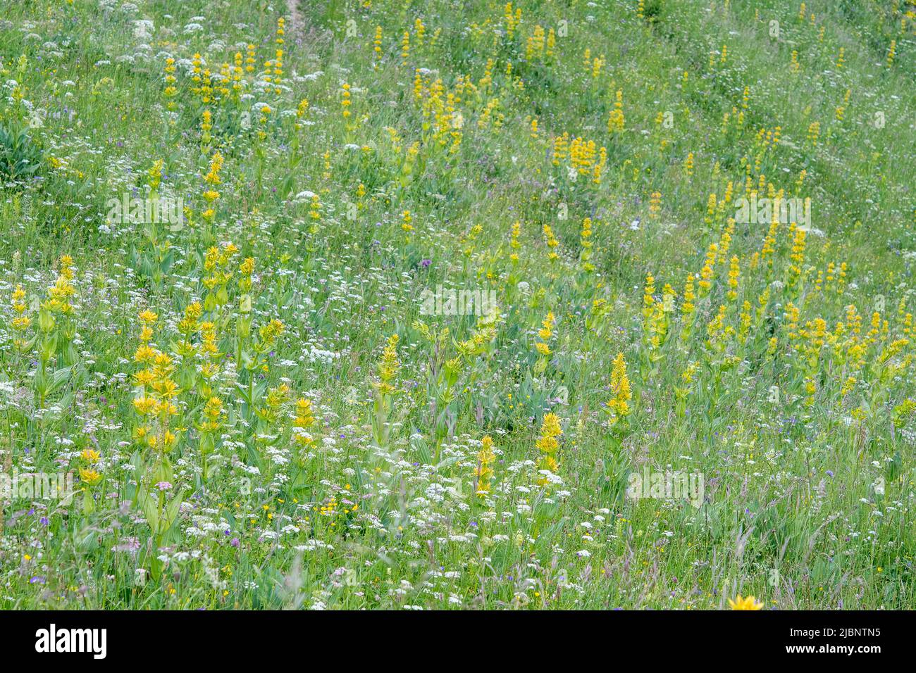 Gentiana lutea, the great yellow gentian, is a species of gentian ...