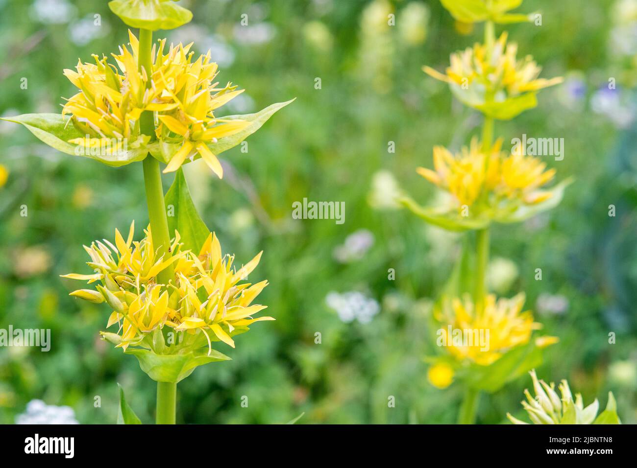 Gentiana lutea, the great yellow gentian, is a species of gentian ...