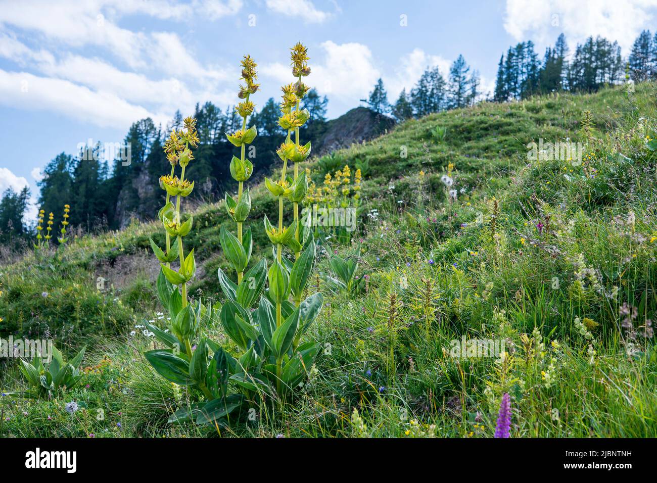 Gentiana lutea, the great yellow gentian, is a species of gentian ...