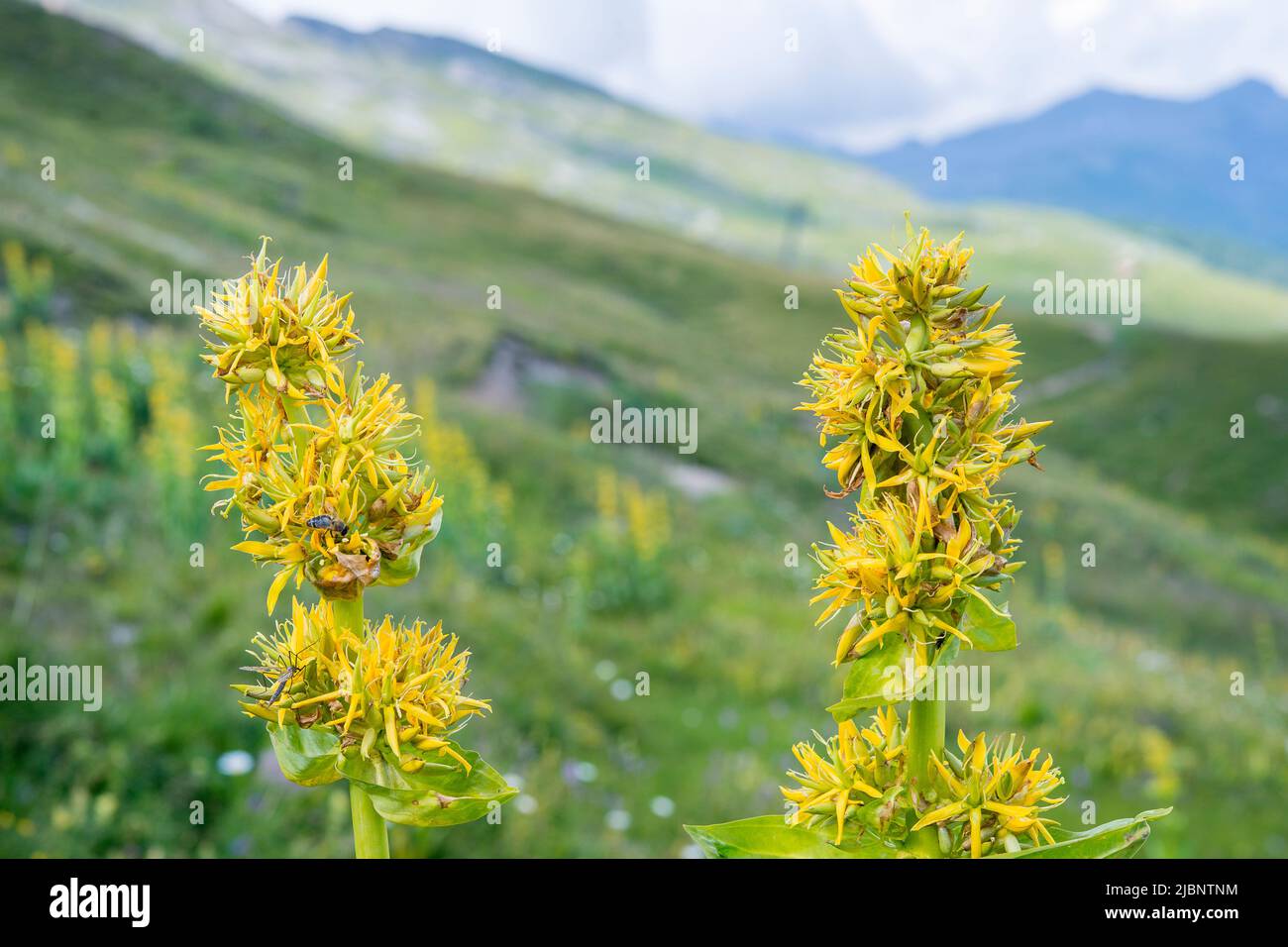 Gentiana lutea, the great yellow gentian, is a species of gentian ...
