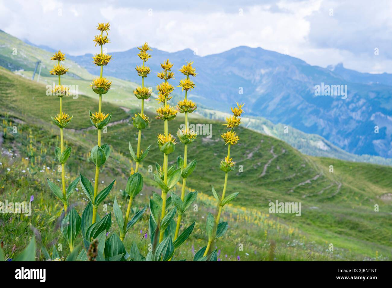 Gentiana lutea, the great yellow gentian, is a species of gentian ...