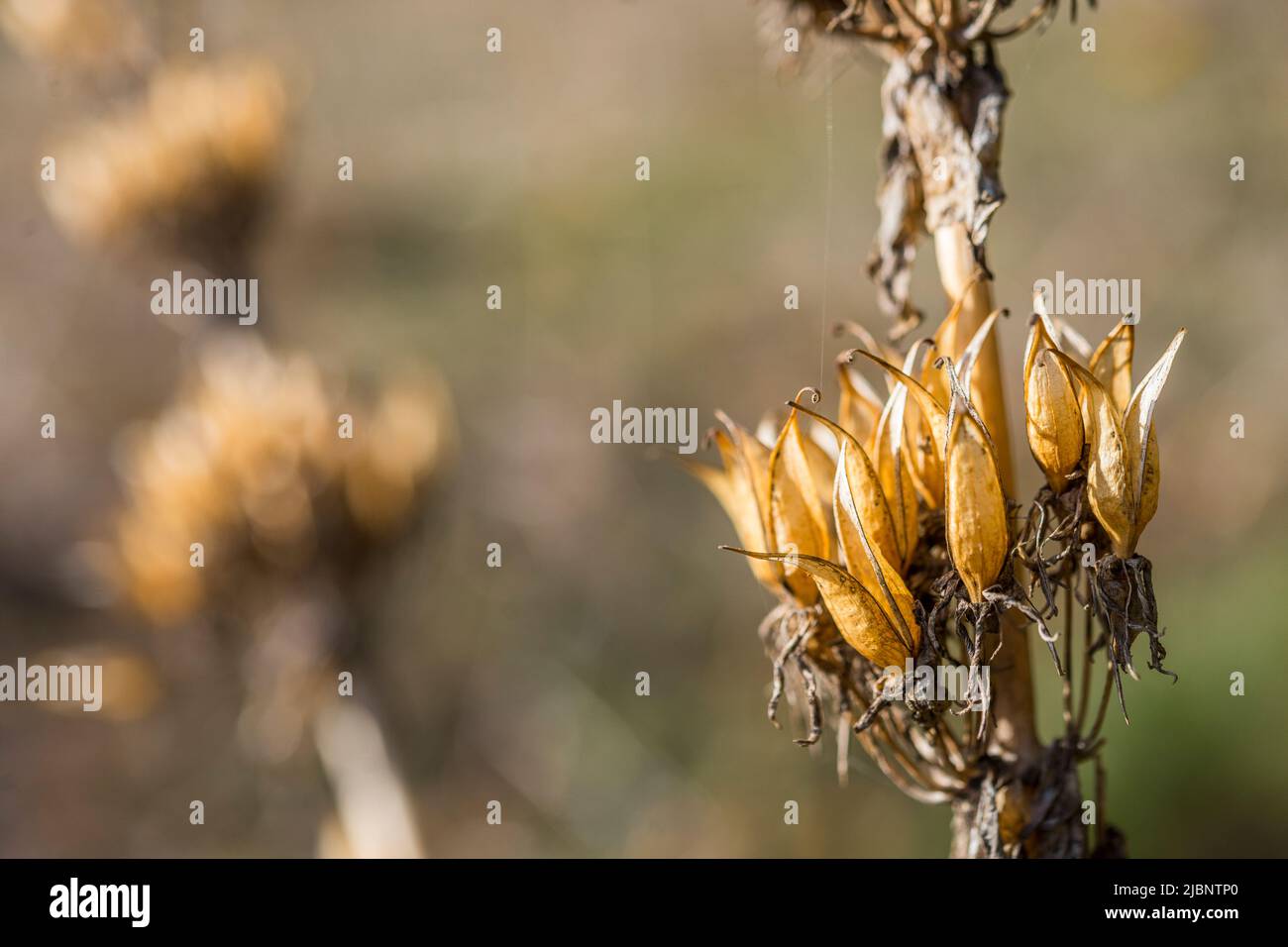 Gentiana lutea, the great yellow gentian, is a species of gentian ...