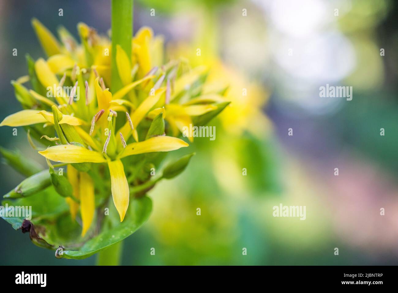 Gentiana lutea, the great yellow gentian, is a species of gentian ...