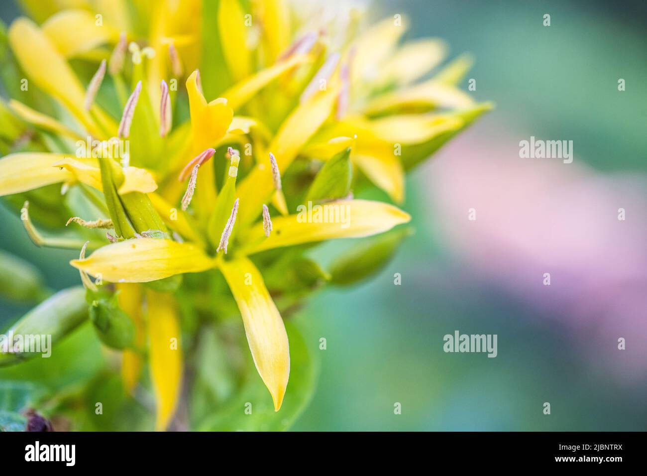 Gentiana lutea, the great yellow gentian, is a species of gentian ...