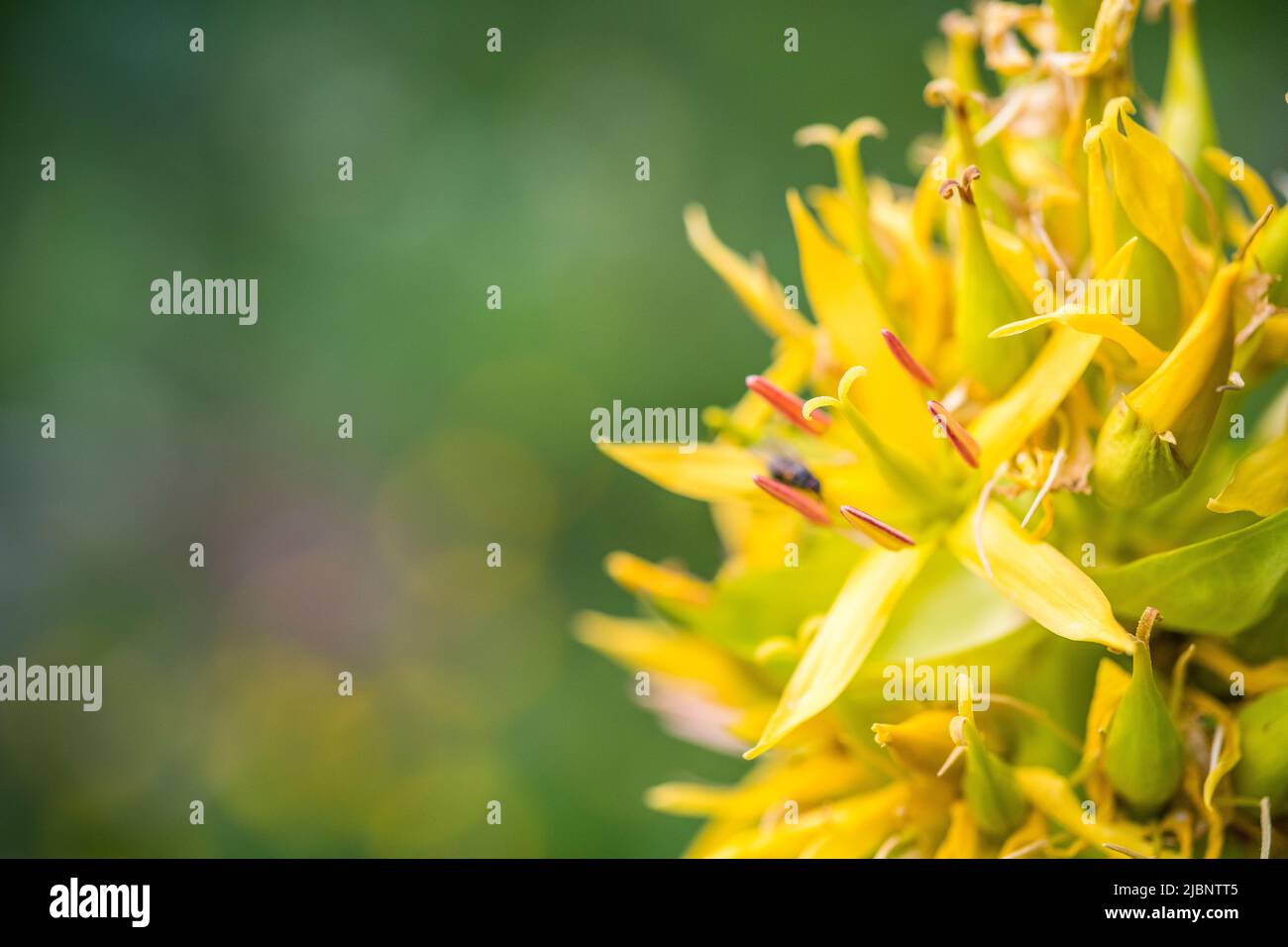 Gentiana lutea, the great yellow gentian, is a species of gentian ...