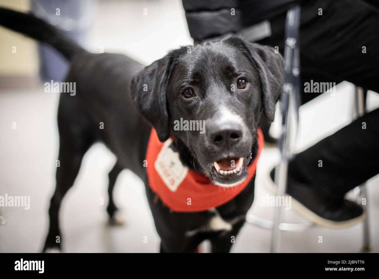 Service animal in training hi-res stock photography and images - Alamy