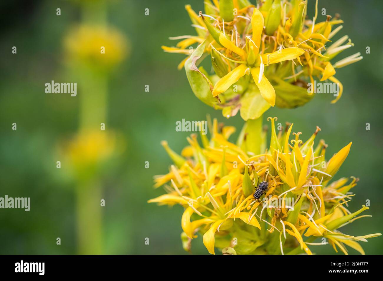Gentiana lutea, the great yellow gentian, is a species of gentian ...