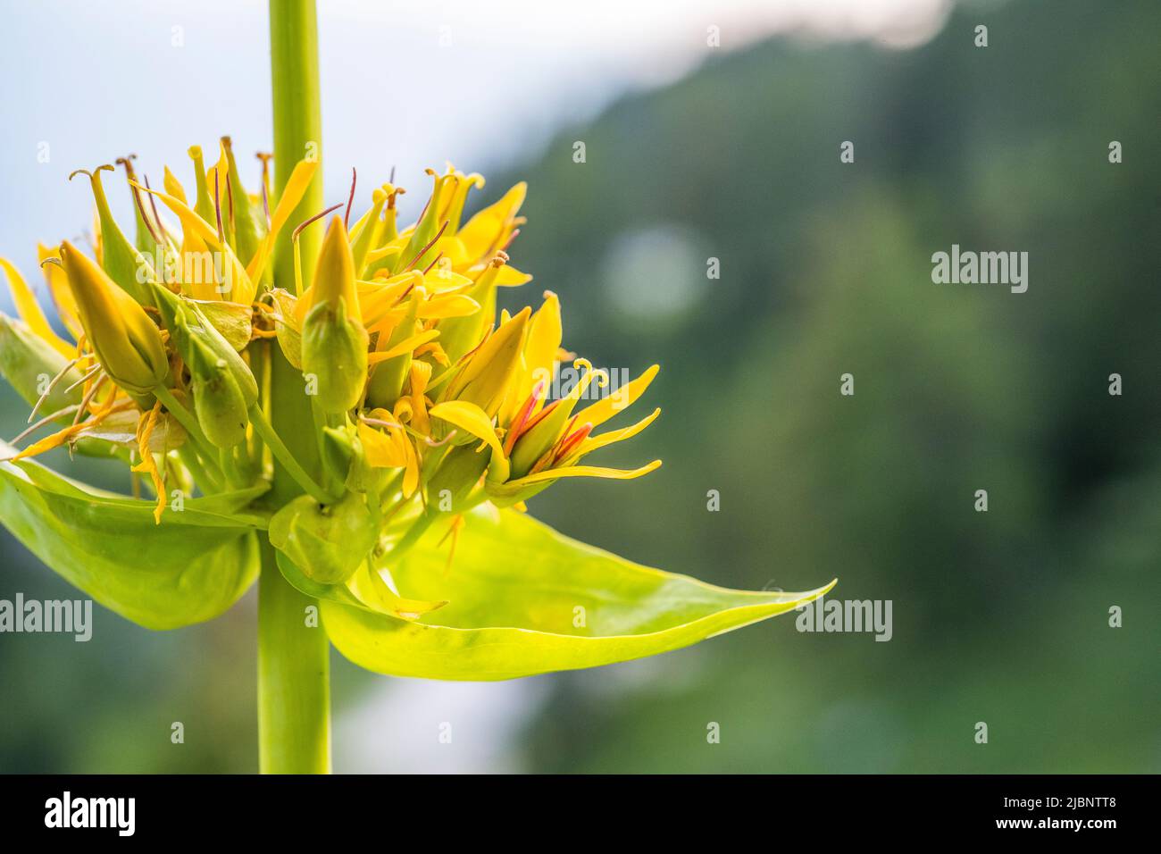 Gentiana lutea, the great yellow gentian, is a species of gentian ...