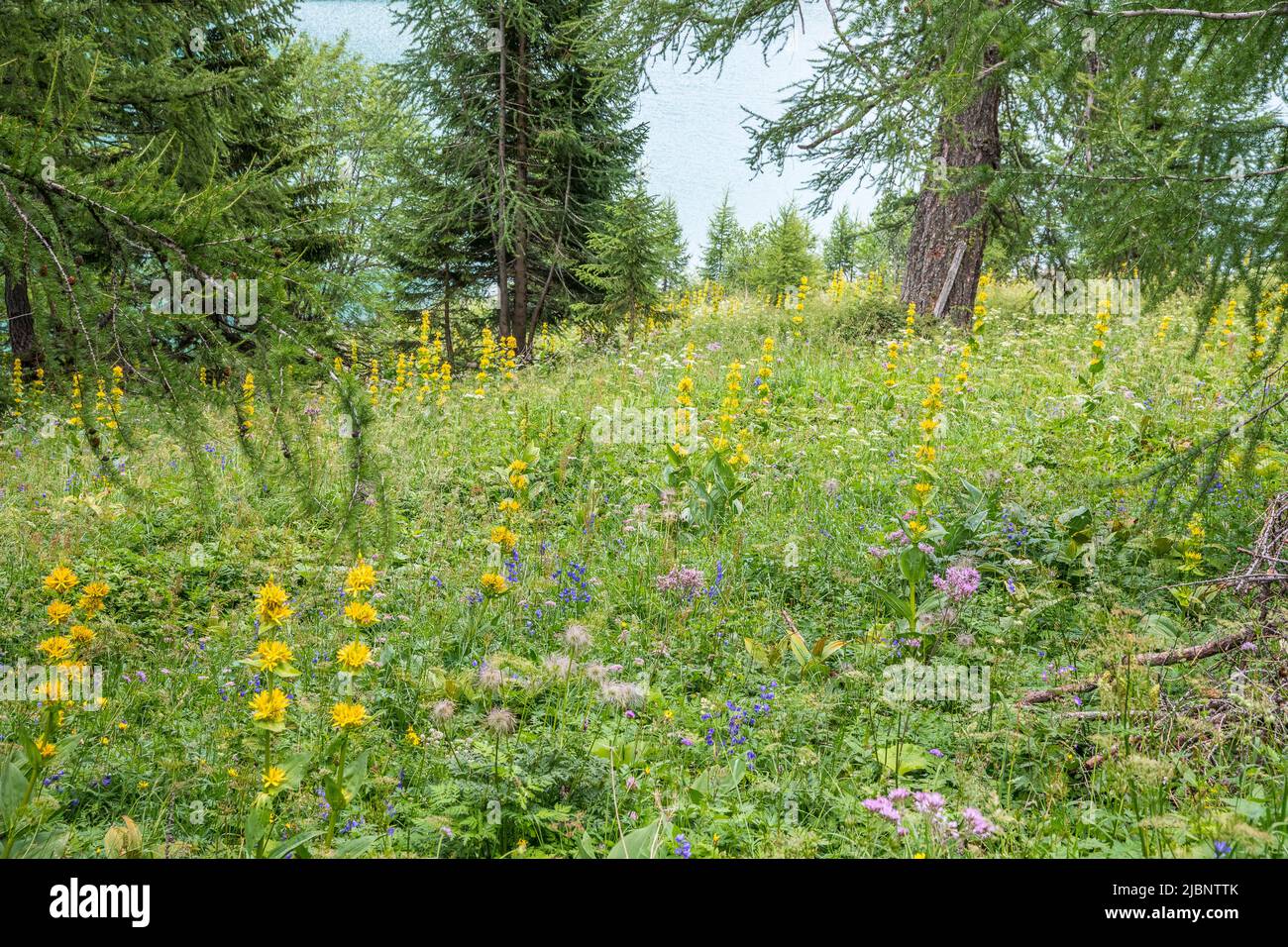 Gentiana lutea, the great yellow gentian, is a species of gentian ...