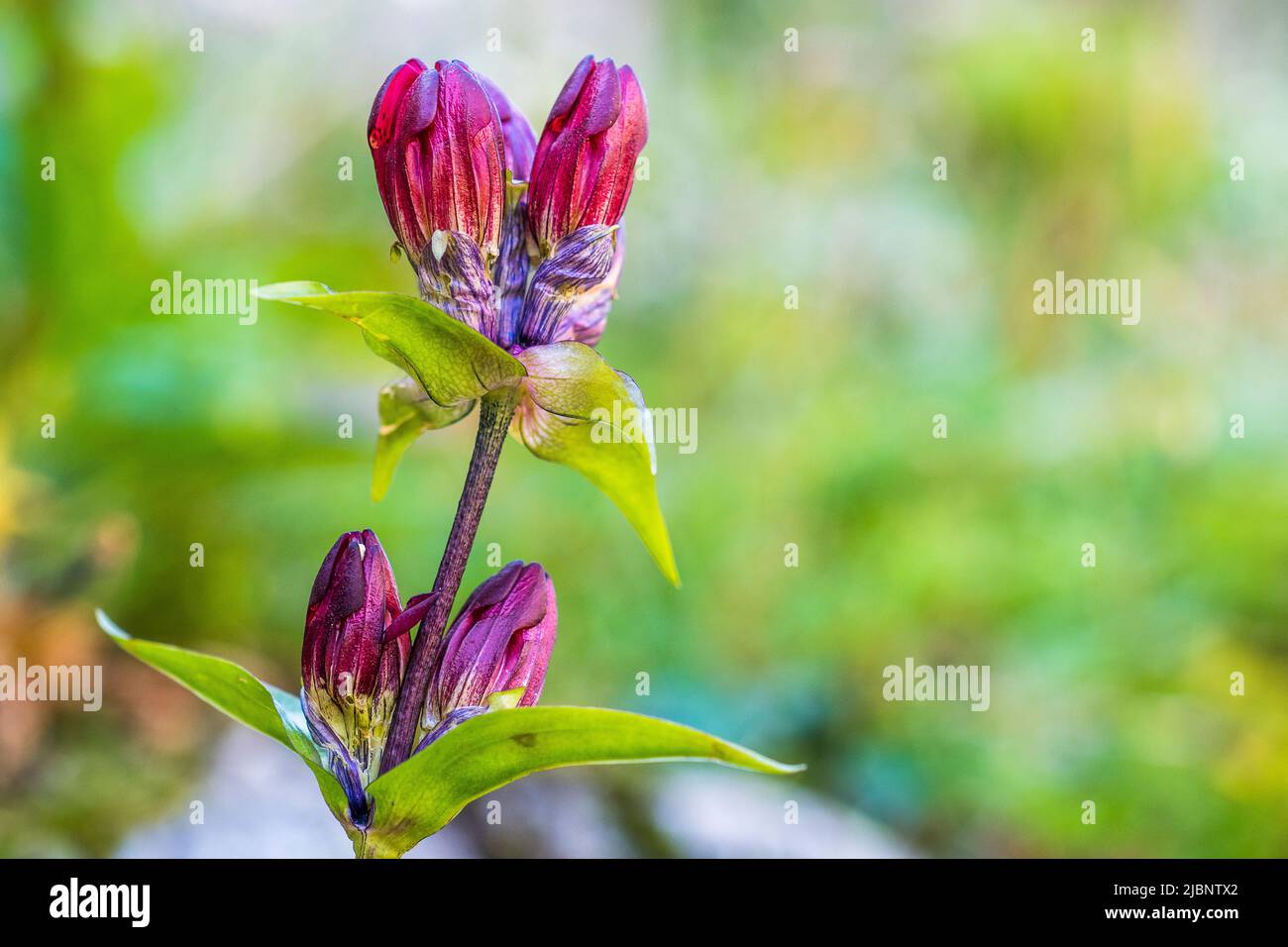 Gentiana purpurea, the purple gentian, is a plant species in the genus ...