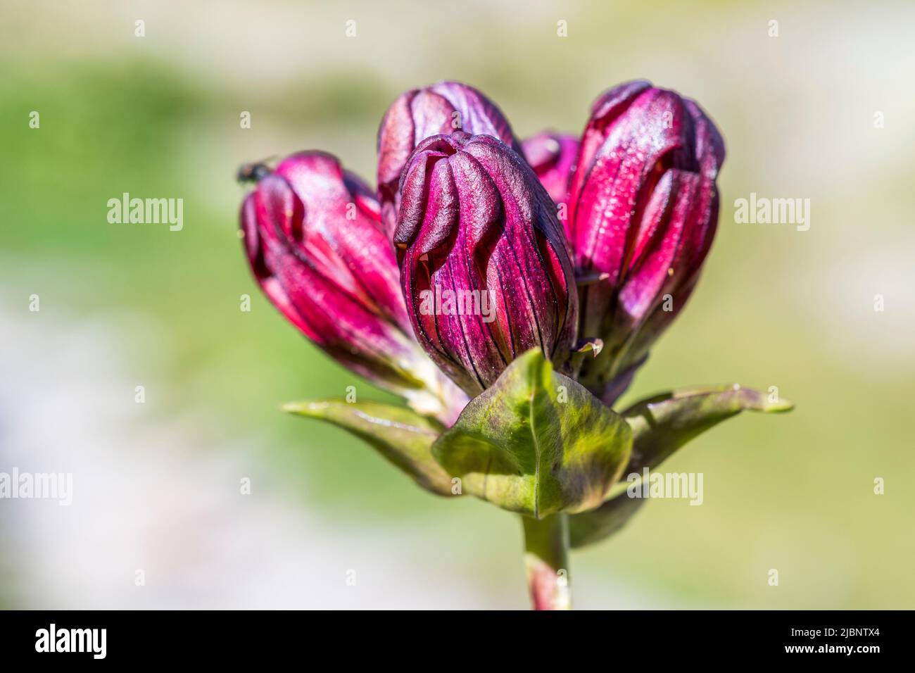 Gentiana purpurea, the purple gentian, is a plant species in the genus ...