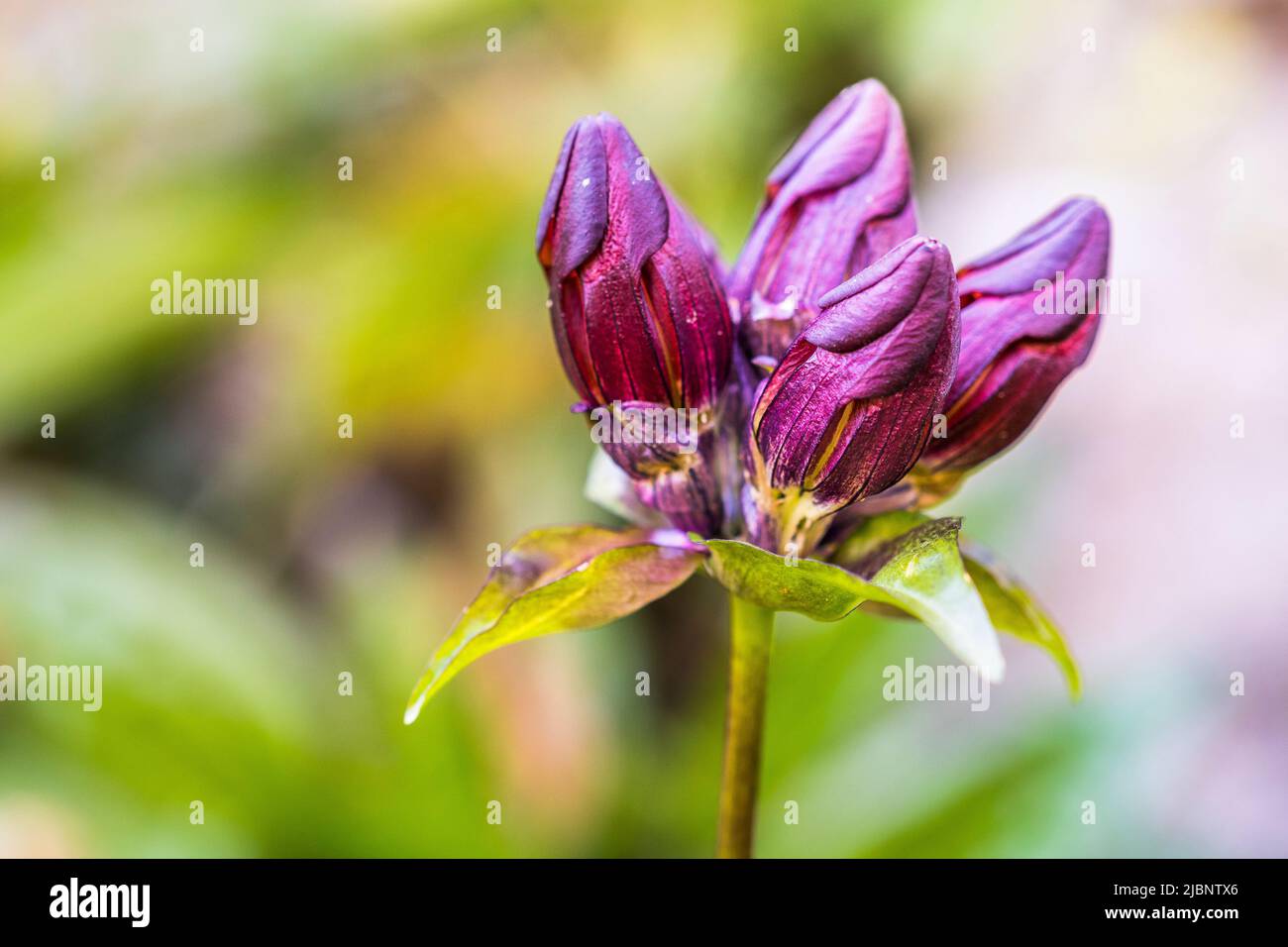 Gentiana purpurea, the purple gentian, is a plant species in the genus ...