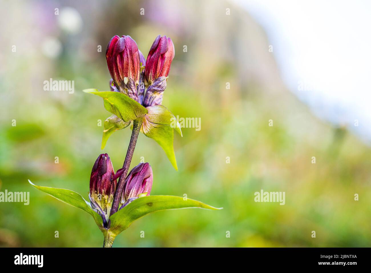 Gentiana purpurea, the purple gentian, is a plant species in the genus ...