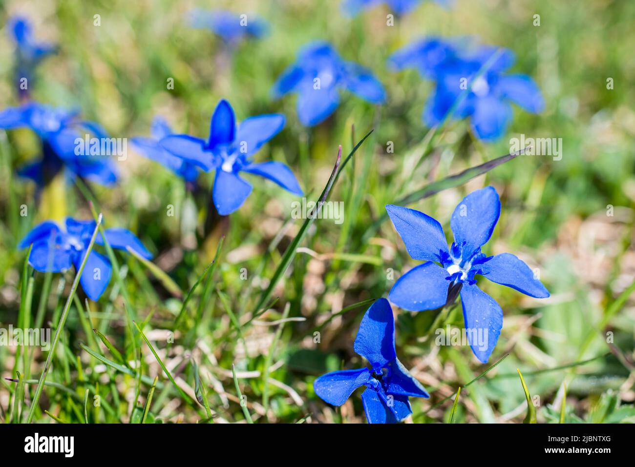 Gentiana verna, the spring gentian, is a species of flowering plant in ...
