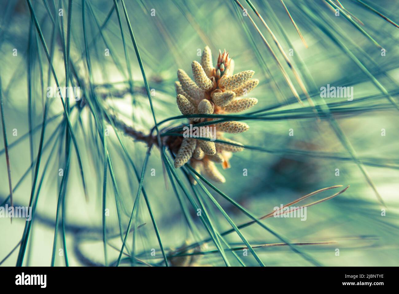 New pine cone sprout on pine branch, close-up. Blooming evergreen pine ...