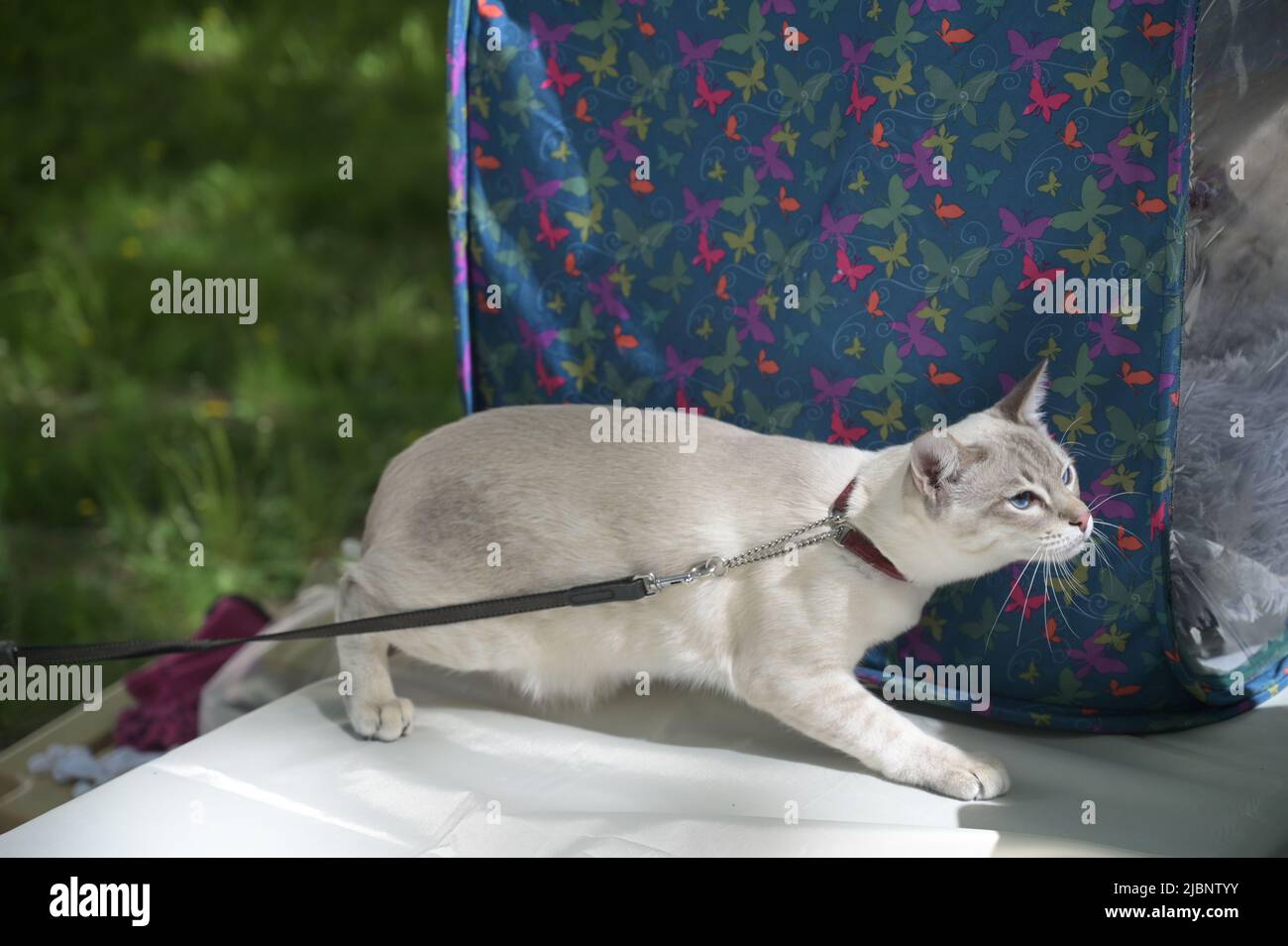 Silver point cat hi-res stock photography and images - Alamy