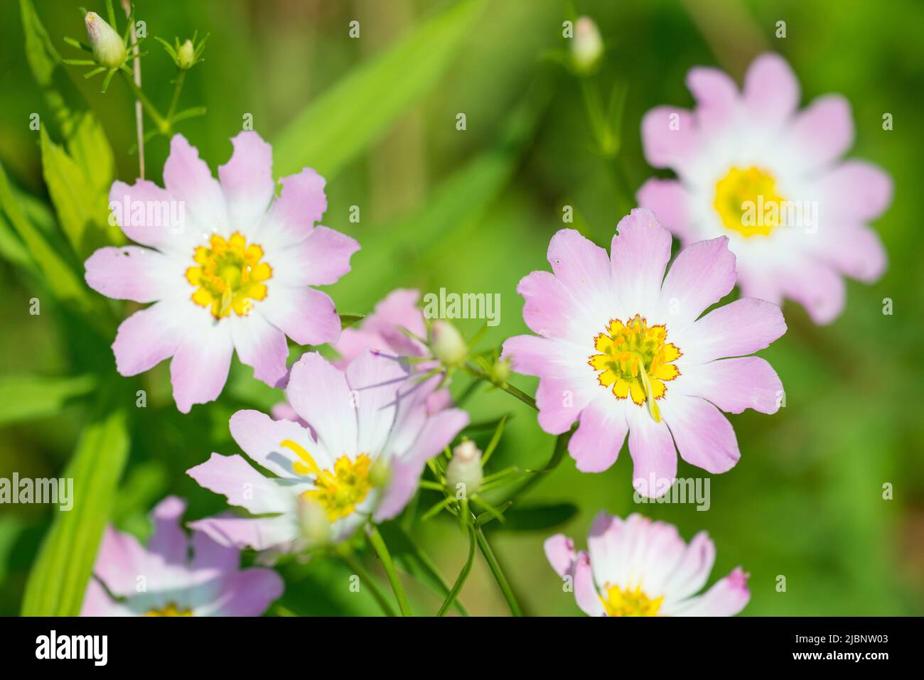 Sabatia kennedyana is a species of flowering plant in the gentian ...