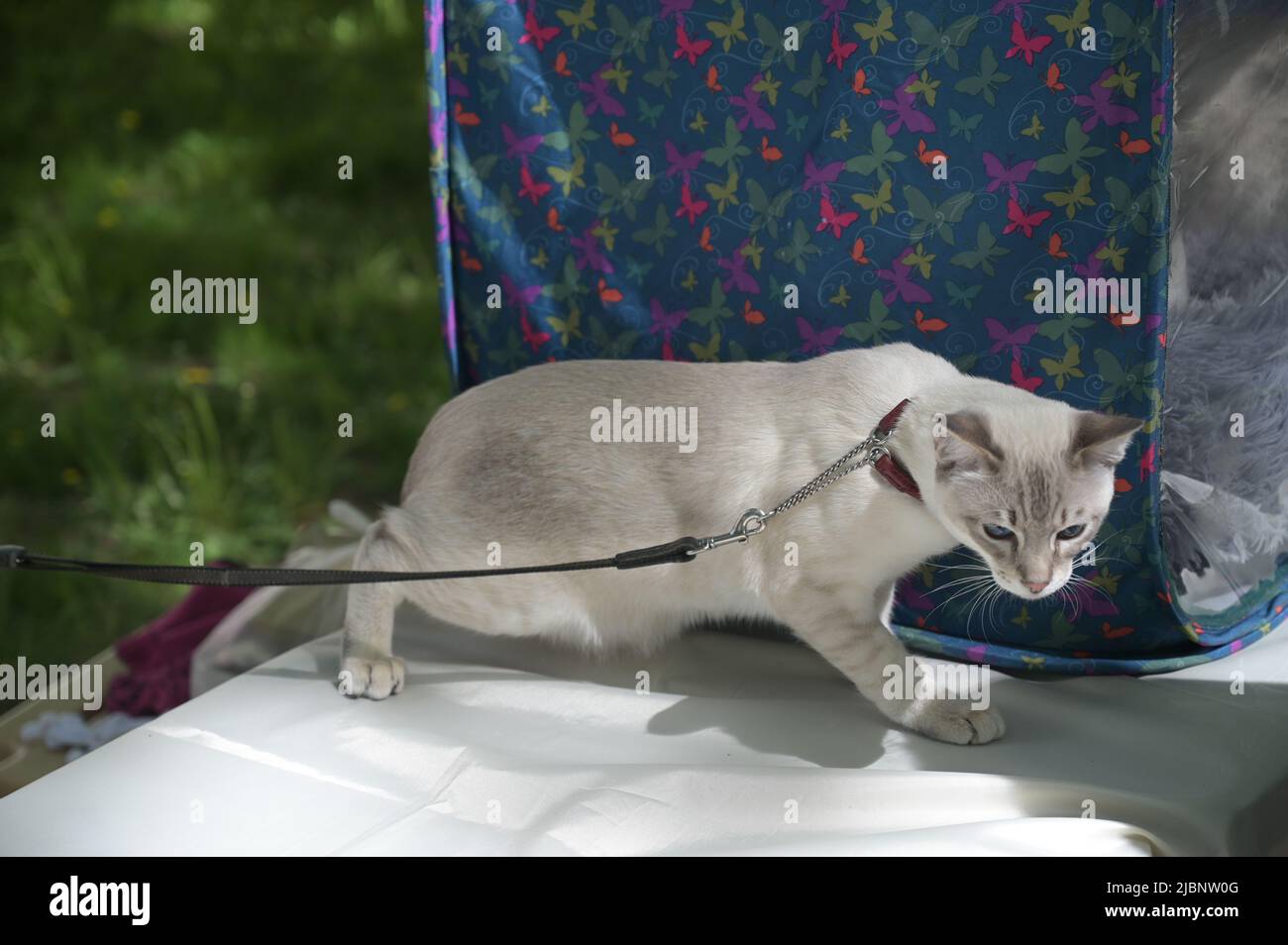 Silver point cat hi-res stock photography and images - Alamy
