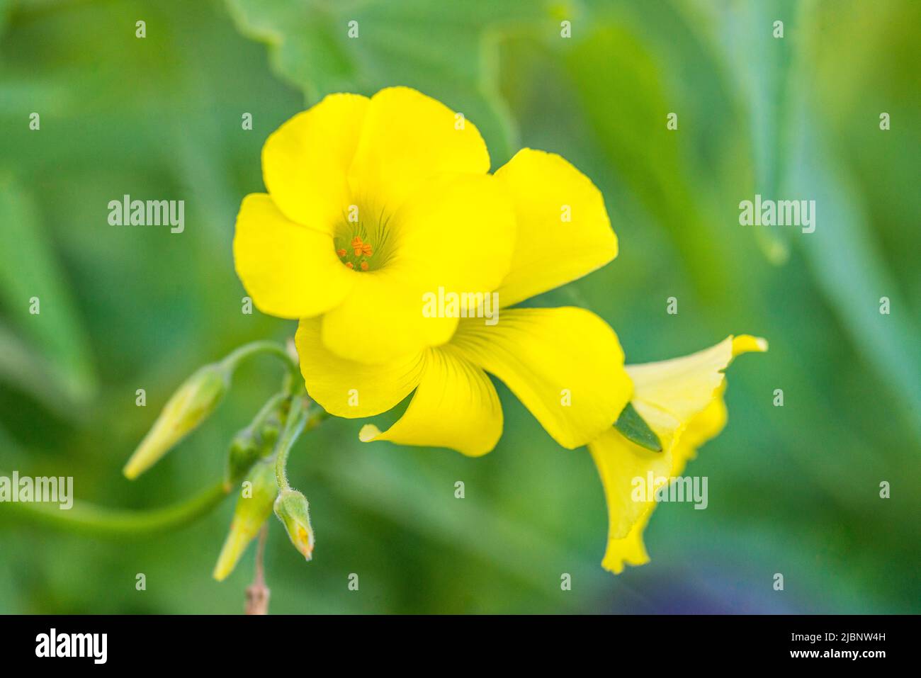 Oxalis pes-caprae (African wood-sorrel, Bermuda buttercup, Bermuda ...