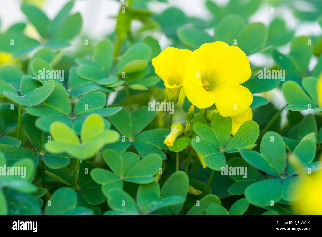 Oxalis pes-caprae (African wood-sorrel, Bermuda buttercup, Bermuda ...