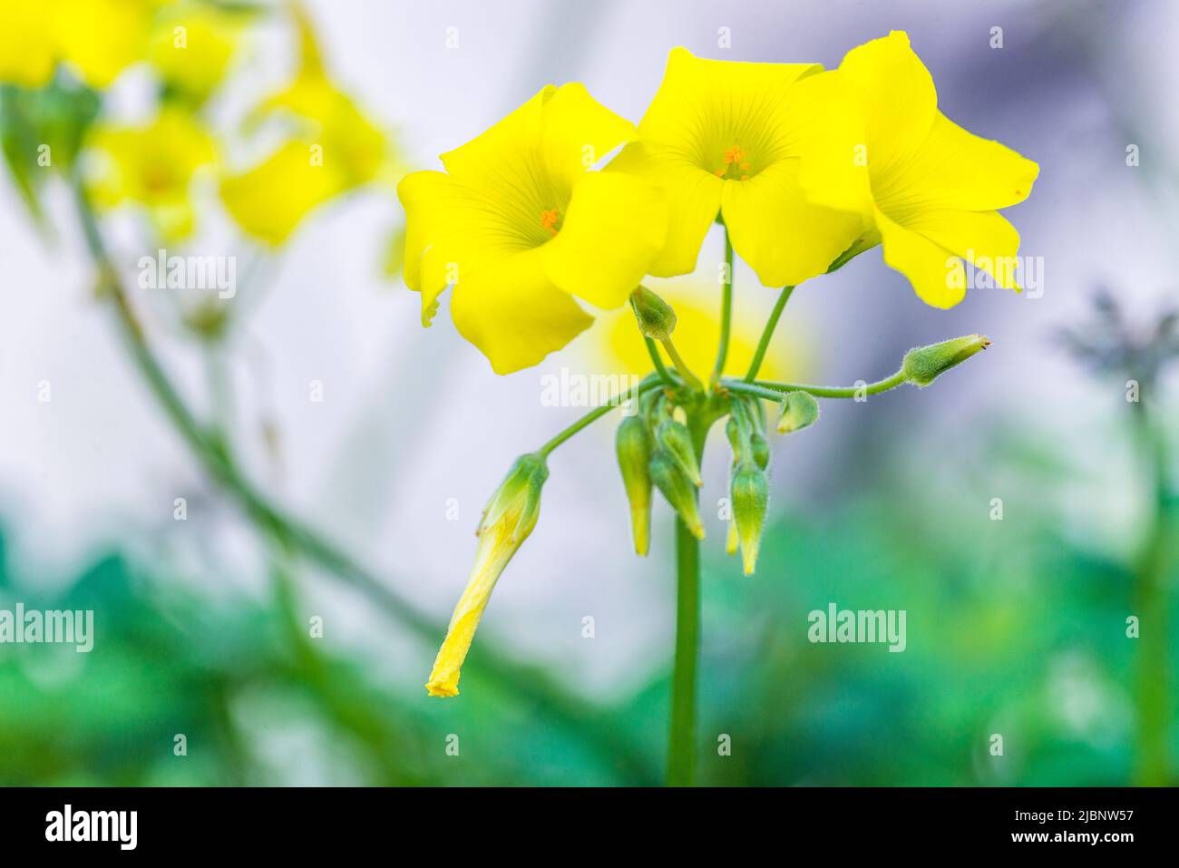 Oxalis pes-caprae (African wood-sorrel, Bermuda buttercup, Bermuda ...