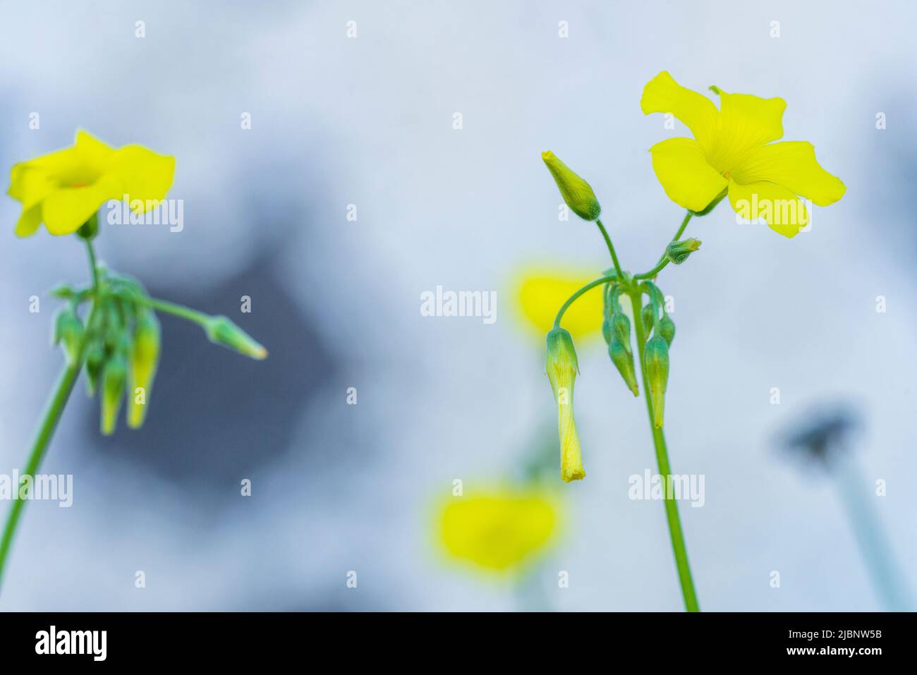 Oxalis pes-caprae (African wood-sorrel, Bermuda buttercup, Bermuda ...