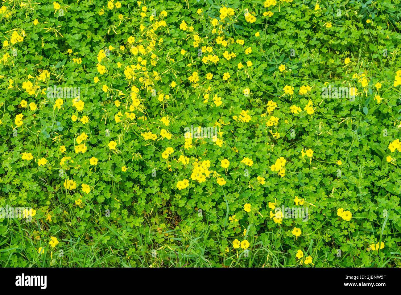 Oxalis pes-caprae (African wood-sorrel, Bermuda buttercup, Bermuda ...