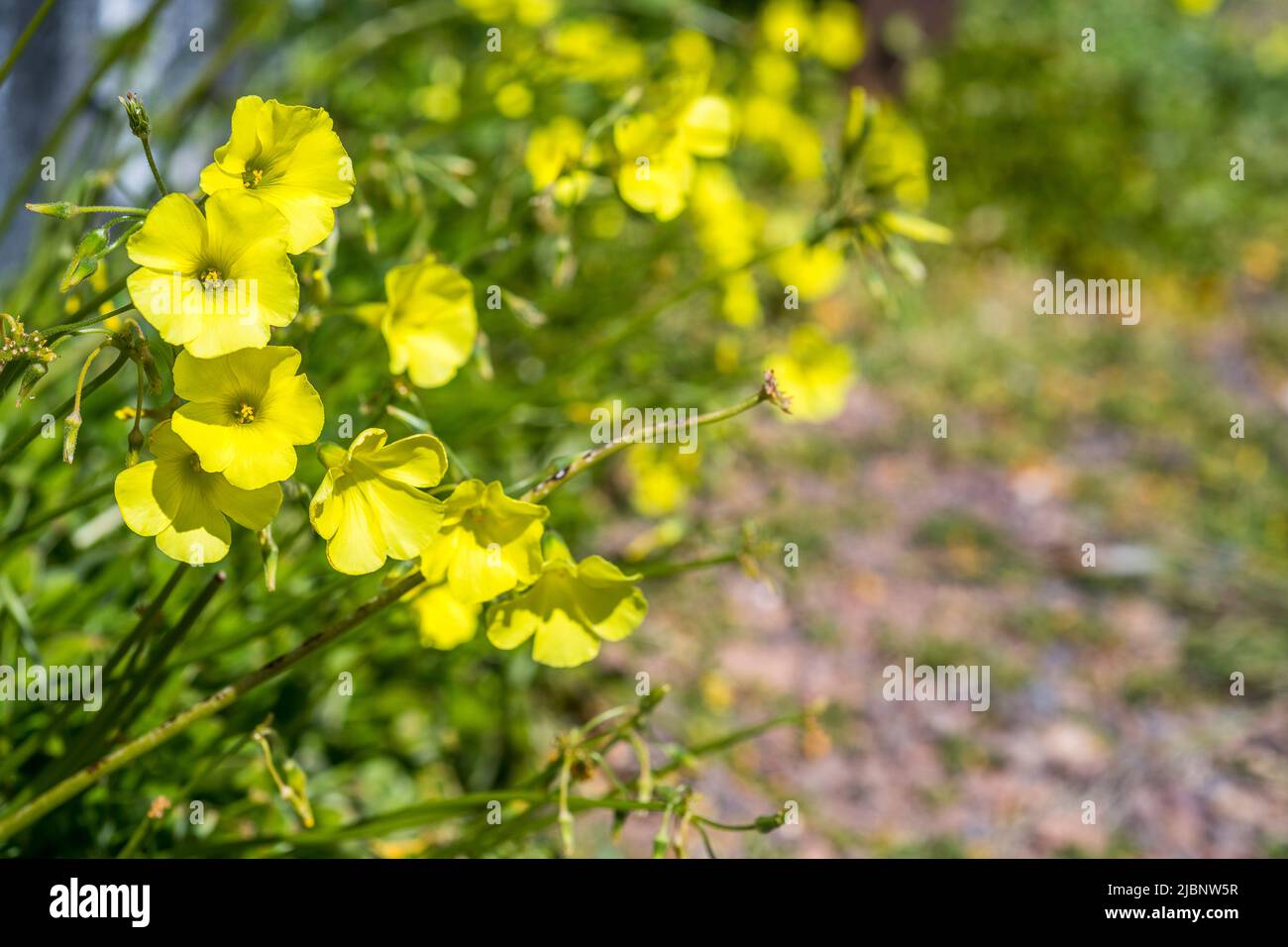 Oxalis pes-caprae (African wood-sorrel, Bermuda buttercup, Bermuda ...