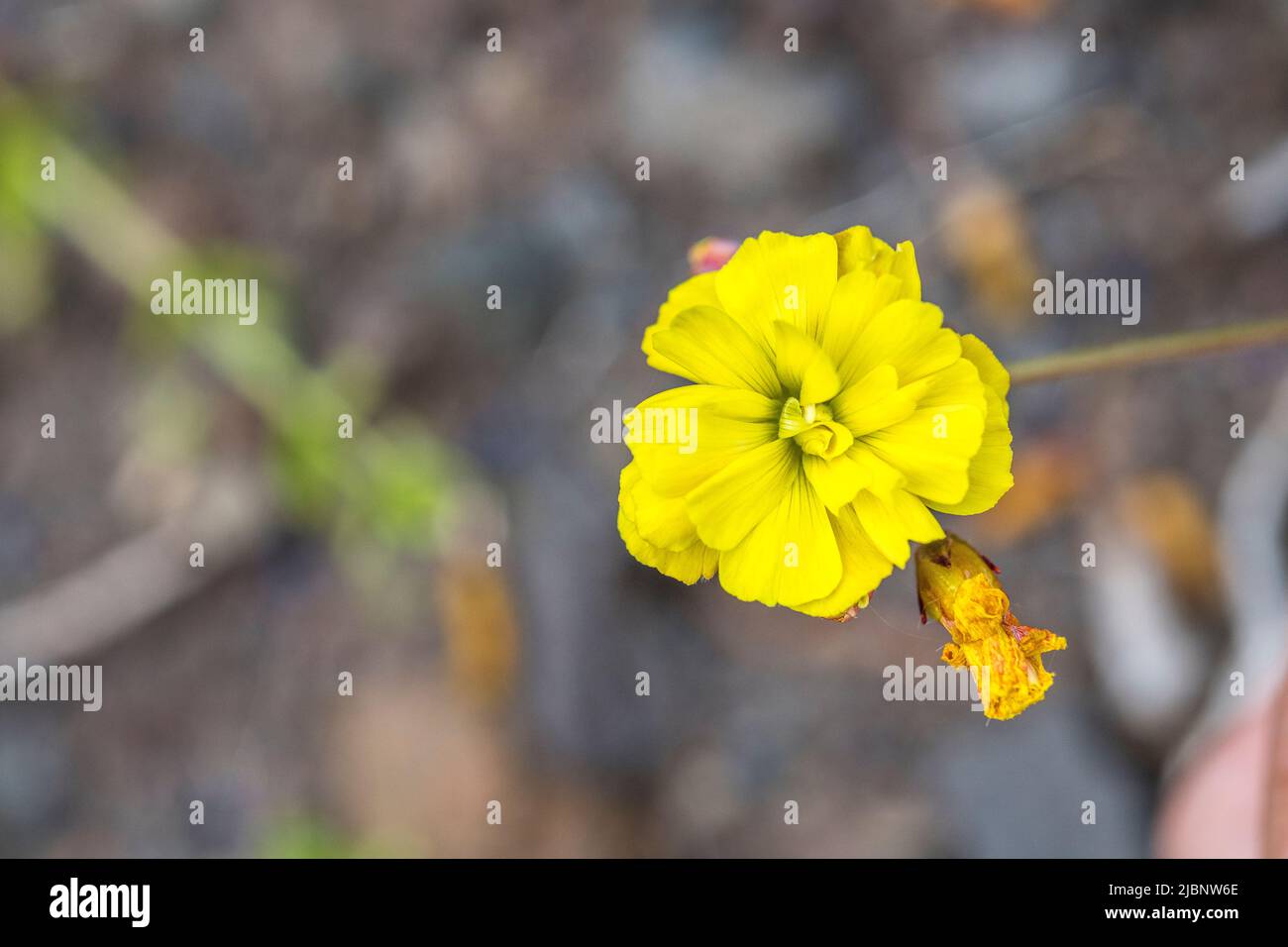Oxalis pes-caprae (African wood-sorrel, Bermuda buttercup, Bermuda ...