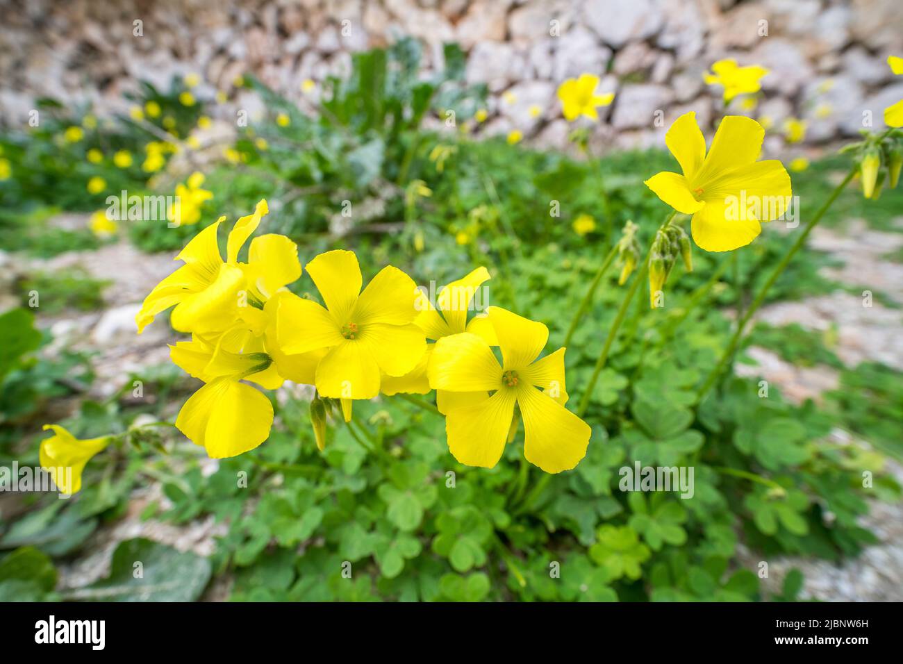 Oxalis pes-caprae (African wood-sorrel, Bermuda buttercup, Bermuda ...