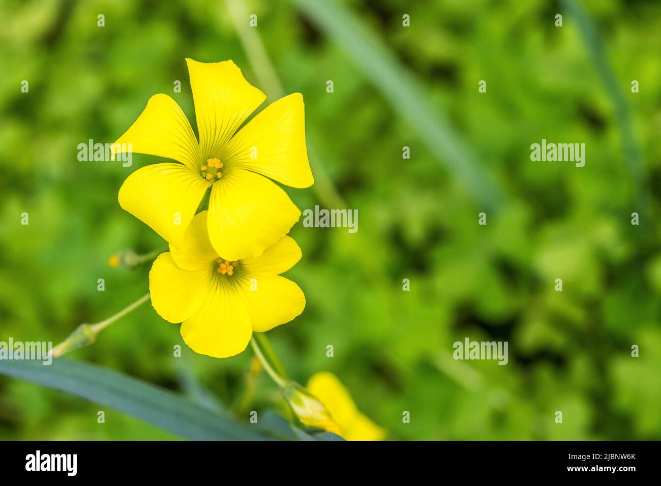 Oxalis pes-caprae (African wood-sorrel, Bermuda buttercup, Bermuda ...