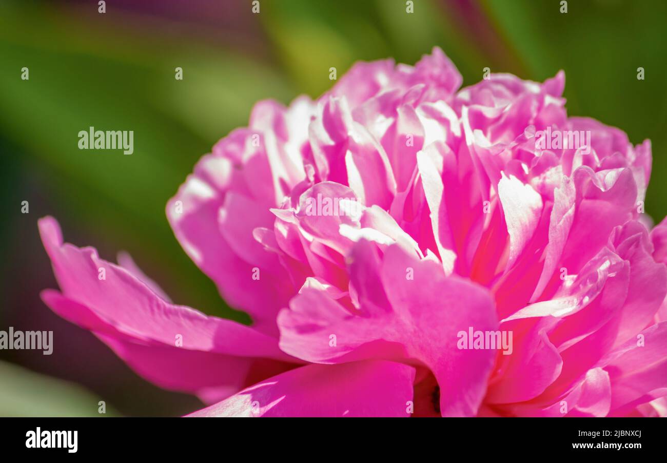 Pion hi-res stock photography and images - Alamy