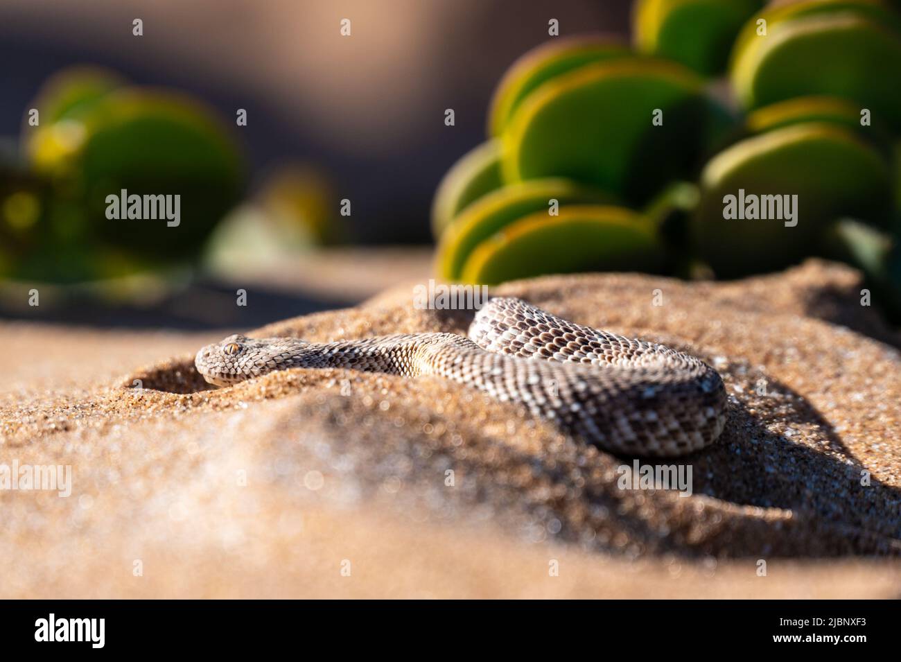 Namib dwarf sand adder or Namib desert sidewinding adder (Bitis ...
