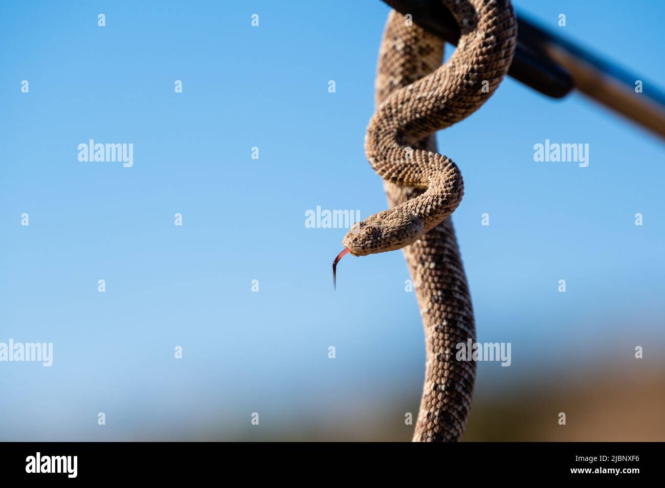 Dwarf sand adder hi-res stock photography and images - Alamy
