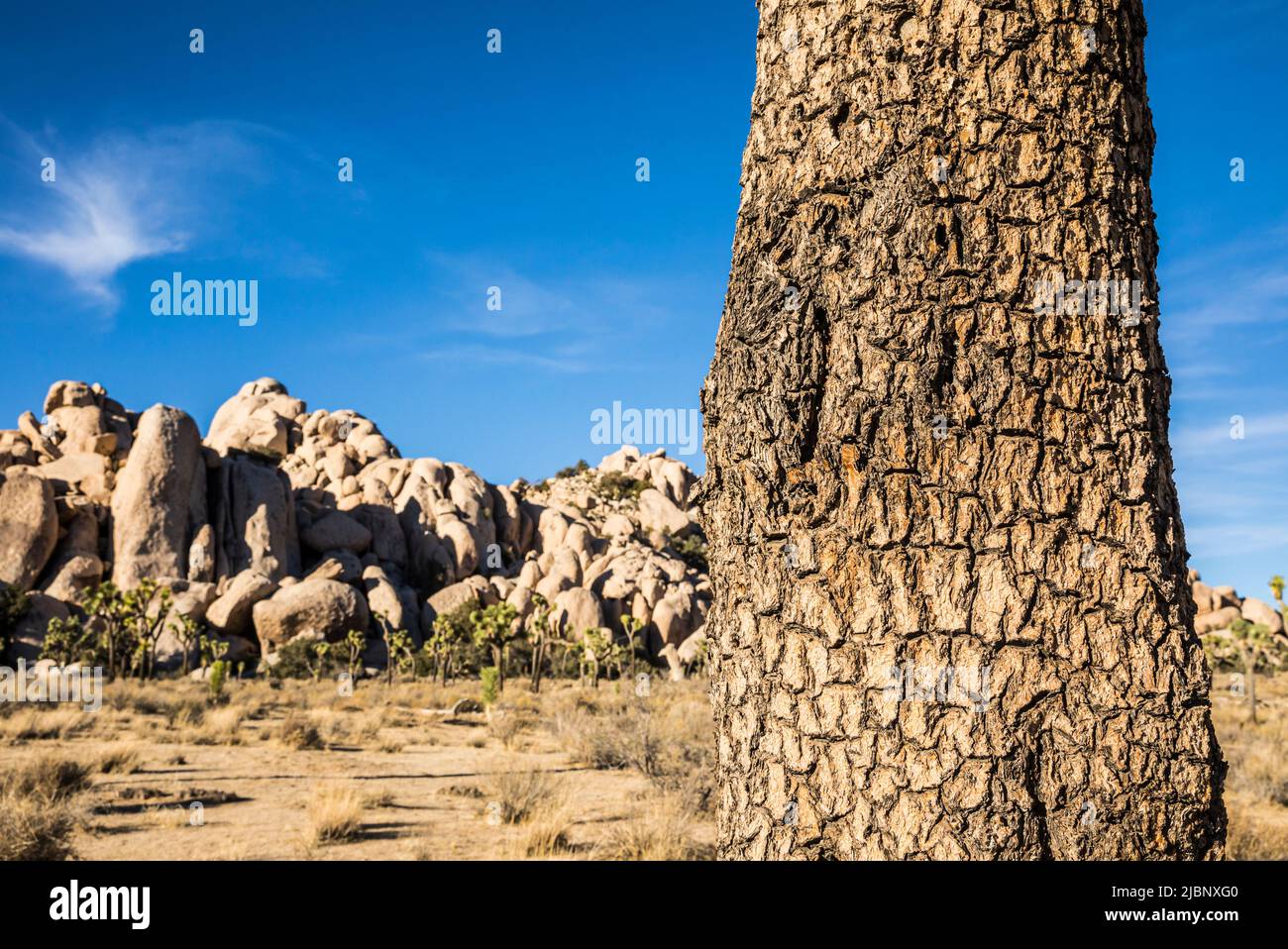 Closeup of a Joshua Tree trunk showing the texture of it's bark with ...