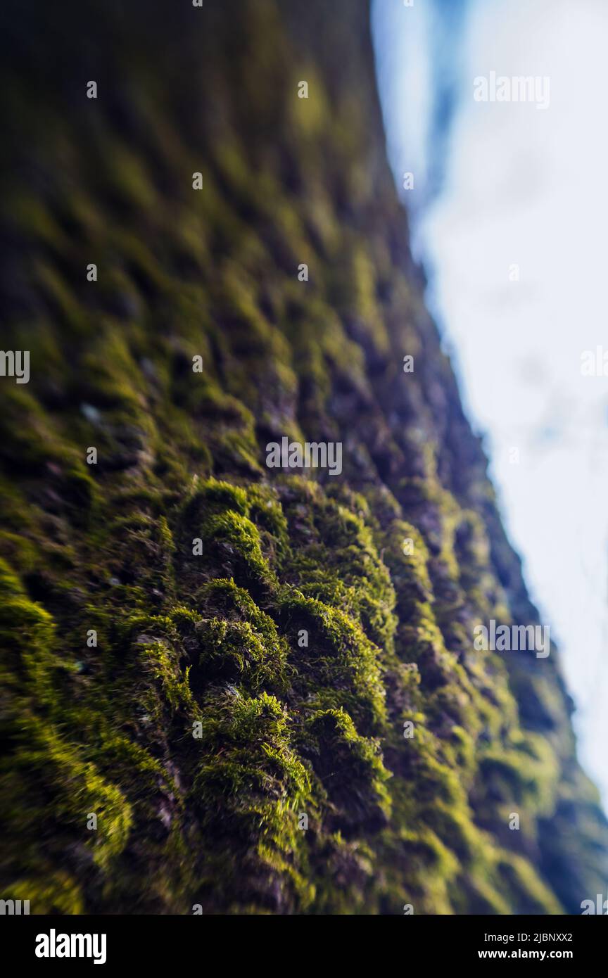 Mossy tree surface hi-res stock photography and images - Alamy